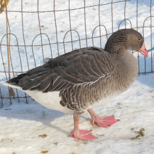 All About Medium Goose Breeds - Backyard Poultry